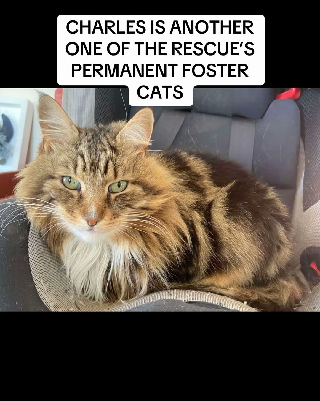 Cat rescue – Angus Community Connector