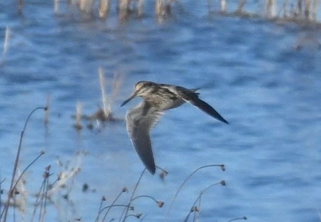 RSPB – Angus Community Connector